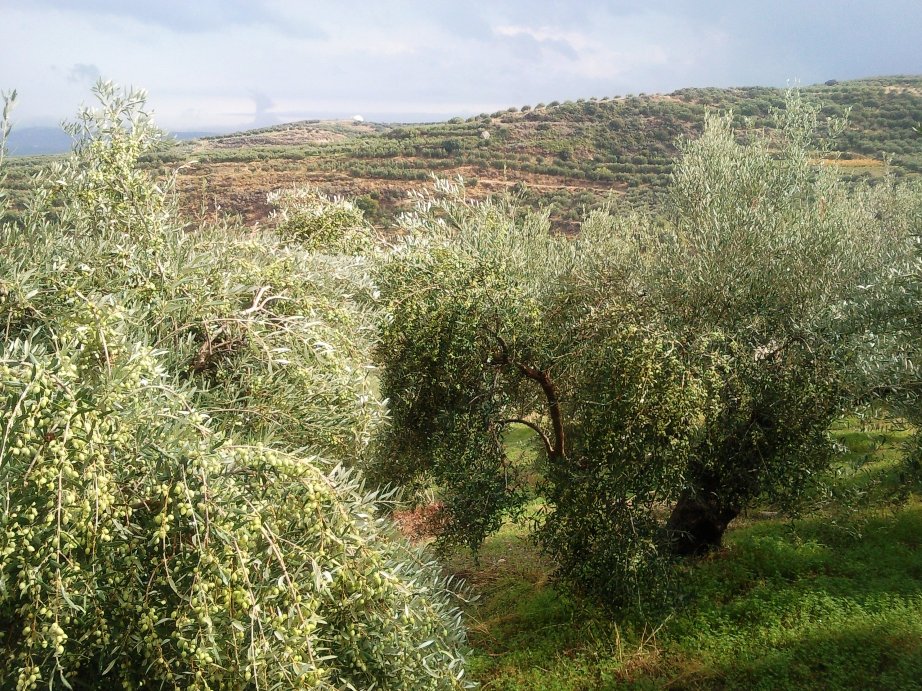 Αμερικάνικη πολυεθνική σκοπεύει να φτιάξει “mega factories” ελιάς και ...