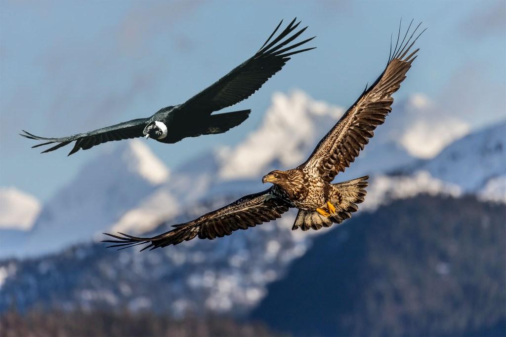 Ο Φτερωτός Γίγαντας Πάμπλο Νερούδα - Κατιούσα